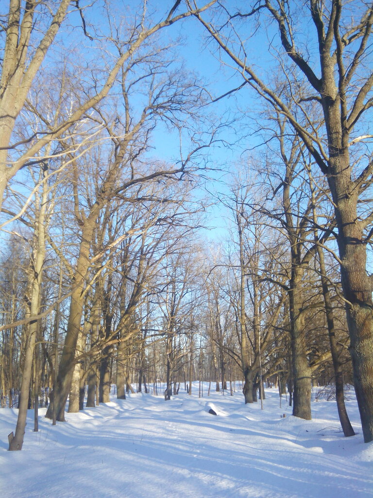 Doğa Дубовая аллея усадьбы Ириновка, Saint‑Petersburg ve Leningradskaya oblastı, foto