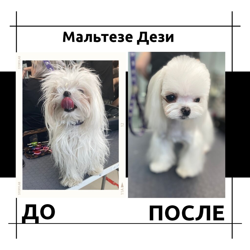 Evcil hayvan kuaförleri Grooming salon Miledy, Balaşiha, foto