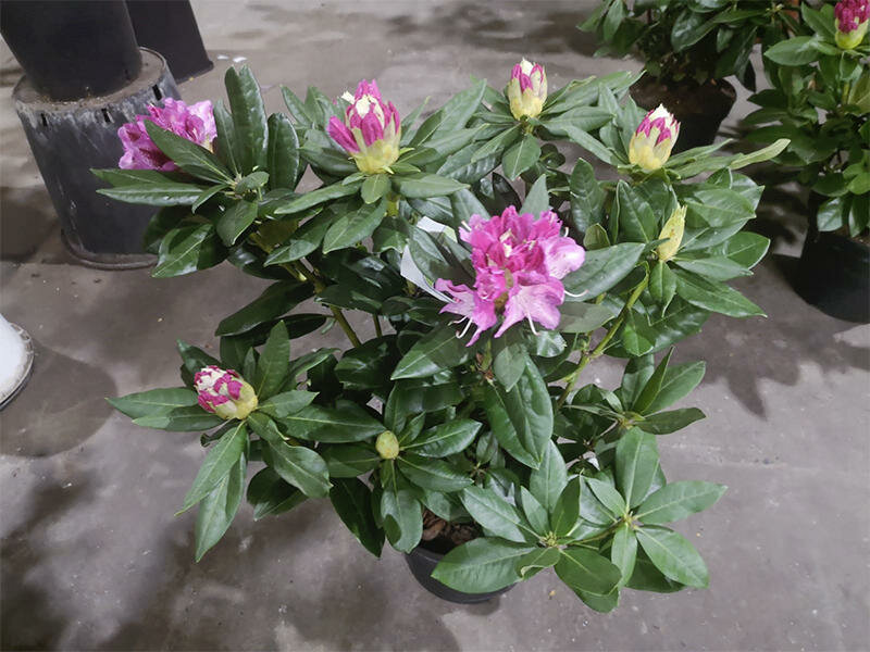 Çiçek teslimatı Floricoltura Pecettese, Piyemonte, foto
