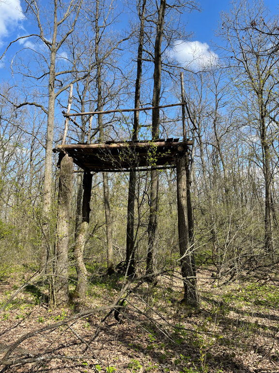 Orman Успенский лес, Orlovskaya oblastı, foto