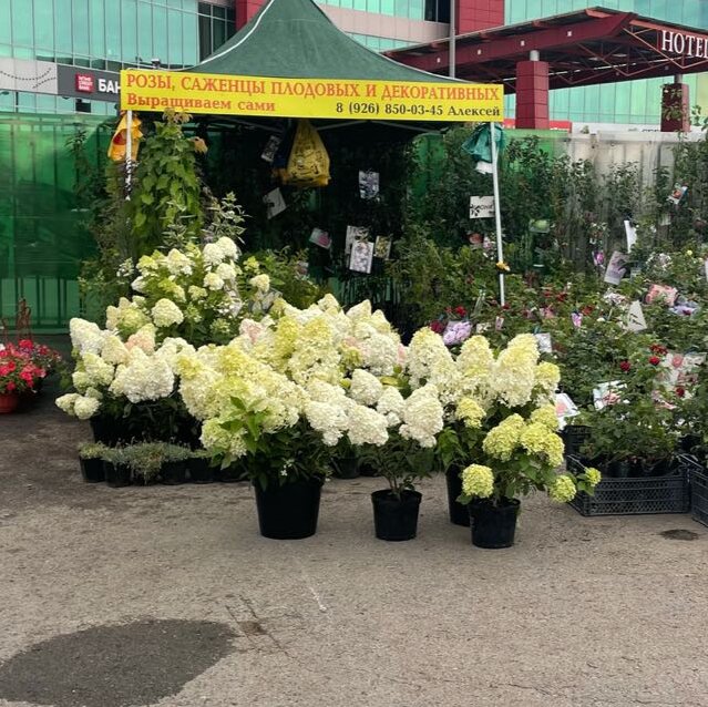 Sera ve bahçe ürünleri Садовый центр, Moskova ve Moskovskaya oblastı, foto