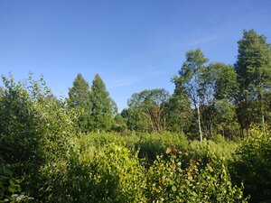 Zaseki (Kaluga Region, Ulyanovskiy rayon, selskoye poseleniye Zarechye, Gosudarstvenny zapovednik Kaluzhskiye Zaseki, severny uchastok), doğa koruma alanı  Kalujskaya oblastından
