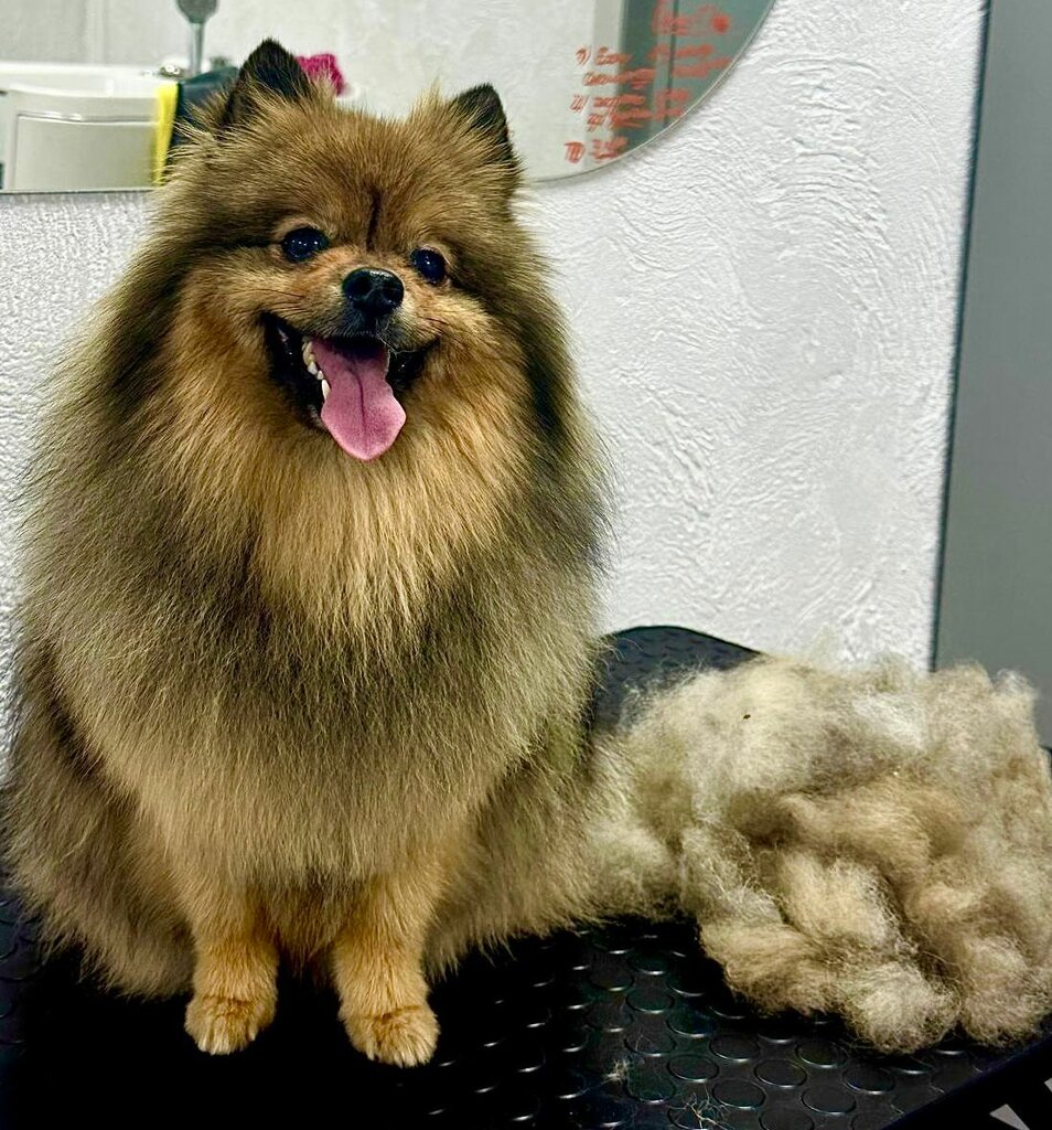 Evcil hayvan kuaförleri Груминг-салон, Kaliningrad, foto