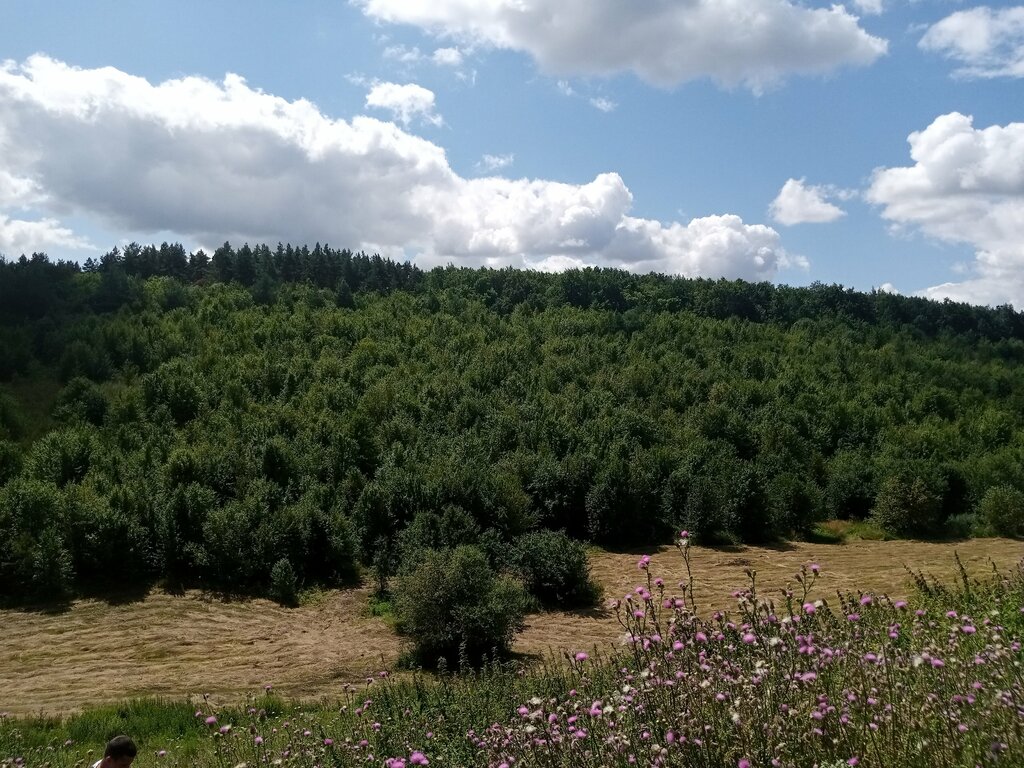 Orman Пузачинский лес, Kurskaya oblastı, foto