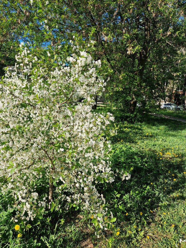 Kültür ve eğlence parkları Вишнёвый сад, Saint‑Petersburg, foto