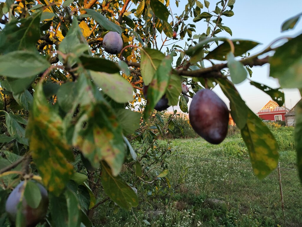 Çiftlik tatili Kolo Strumenya Usadba, Turov, foto