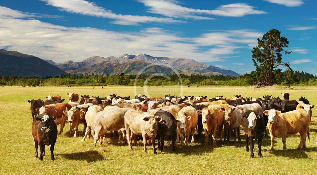 Süt ürünleri satış mağazaları Astosan Gıda, Balıkesir, foto