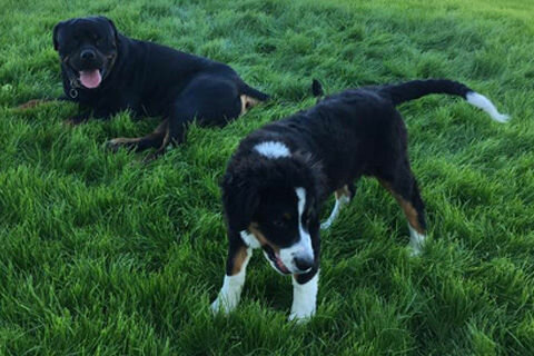 Pet otel Eskişehir Patişah Köpek Oteli ve Çiftliği, Eskişehir, foto