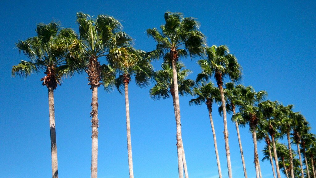 Bahçe ekipmanları ve teknolojileri AssureGreen Property Services, Florida Eyaleti, foto