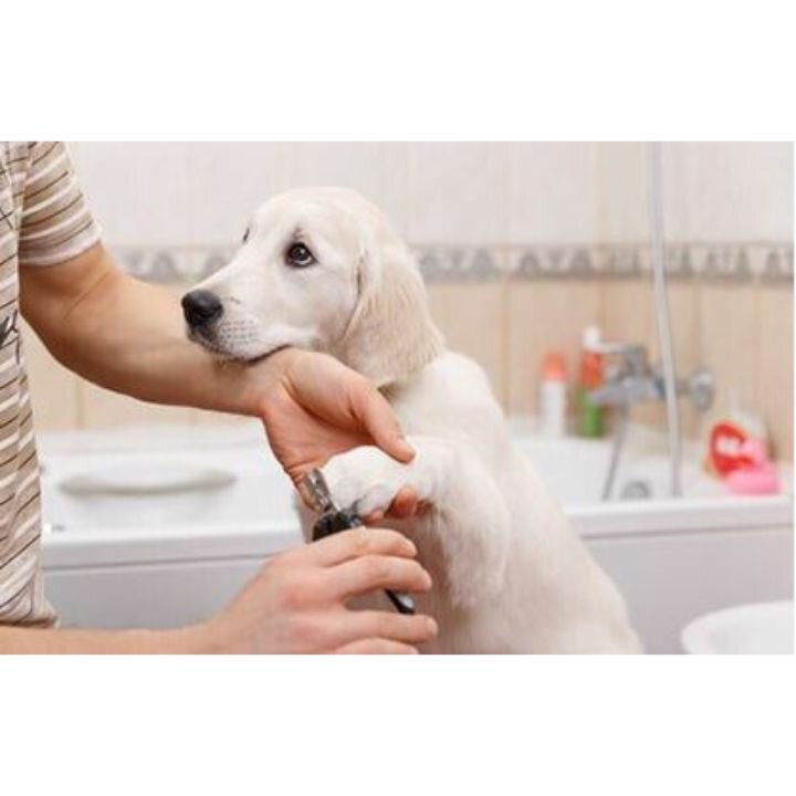 Petshop SPA Tu Perro SPA Tu Gato, Bogota, foto