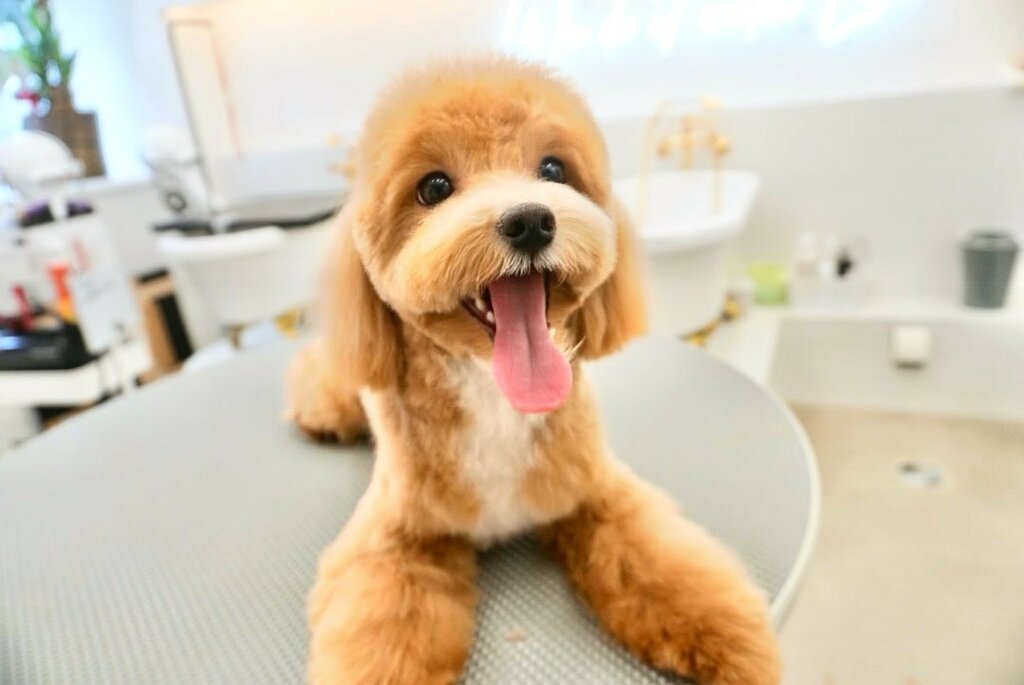 Evcil hayvan kuaförleri Dog One Plus 代官山店, Tokyo, foto
