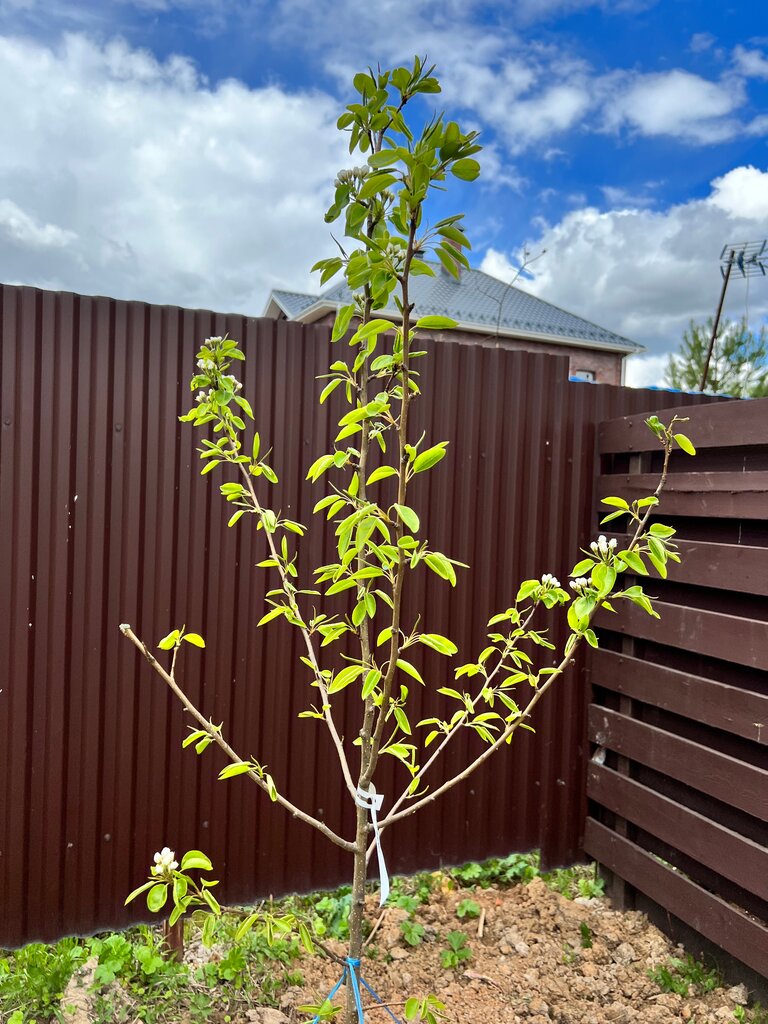 Sera ve bahçe ürünleri Shishkin Les Nursery, Moskova, foto