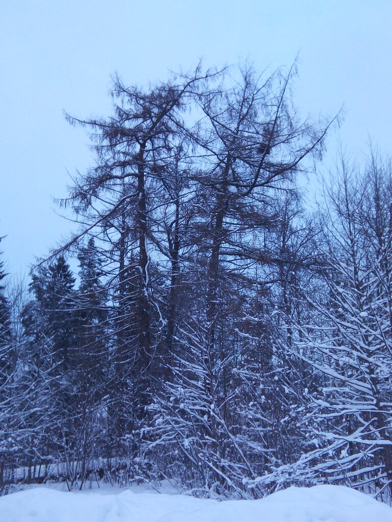 Doğa Хоровод лиственниц усадьбы Кеньша, Vsevolgsk, foto