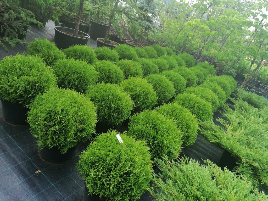 Sera ve bahçe ürünleri Садовый центр, Moskova ve Moskovskaya oblastı, foto