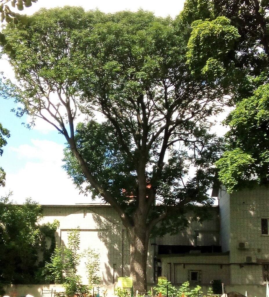 Doğa Amur Velvet at the Evdokia`s Church Protected Natural Object, Lipetsk, foto