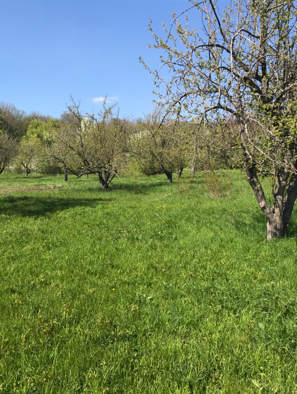 Orman Рамоньский лес, Voronejskaya oblastı, foto