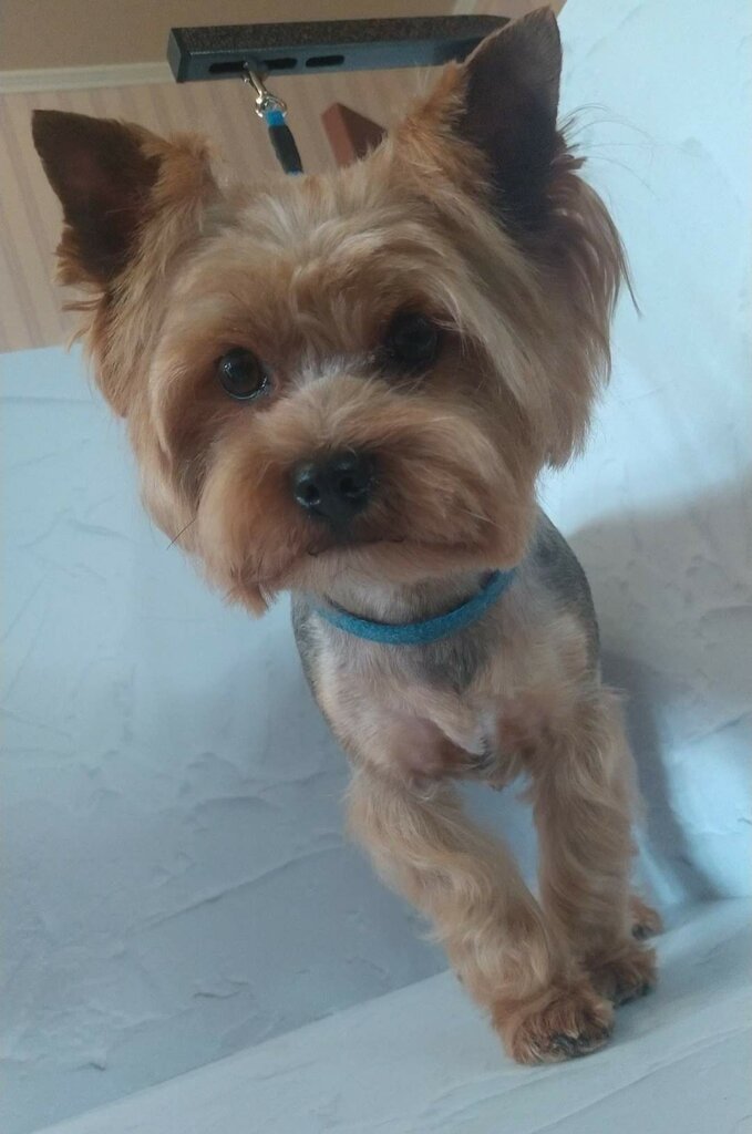 Evcil hayvan kuaförleri Зоопарикмахерская, Zhodzina, foto