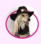 Lady Dog (Suvorova Street No:186), evcil hayvan kuaförleri  Kaluga'dan