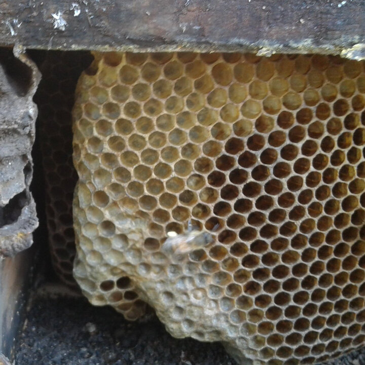 Haşere ilaçlama firmaları Empresa Fumigadora Cardales, , foto