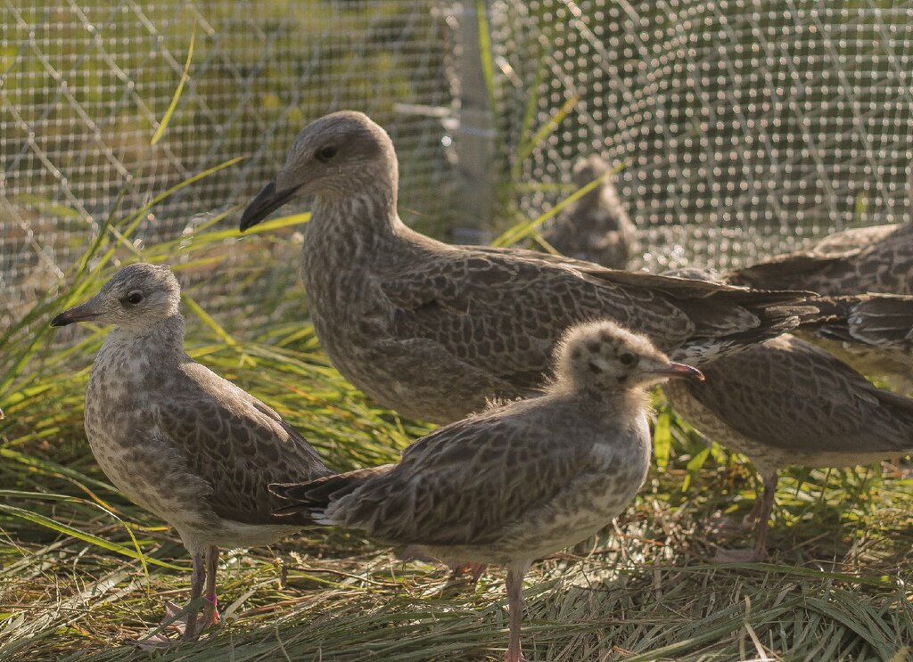 Yardım kuruluşları Bf Voronye gnezdo, Moskova, foto
