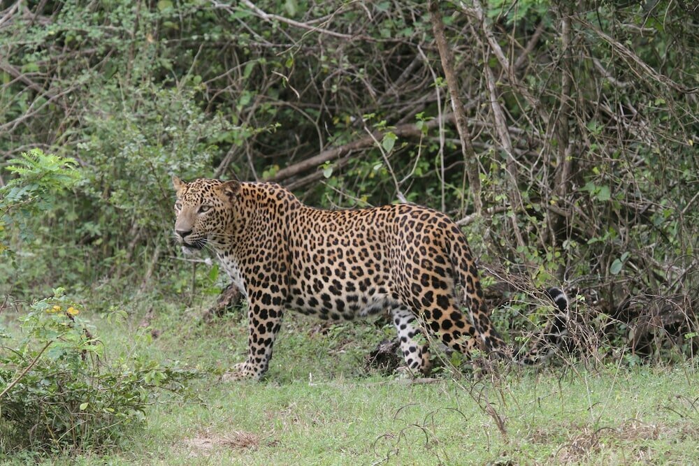 Otel Yala Wilderness Safari Camp, , foto