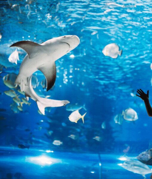 Seyahat acenteleri ABN Travel & Tourism LLC, Dubai, foto