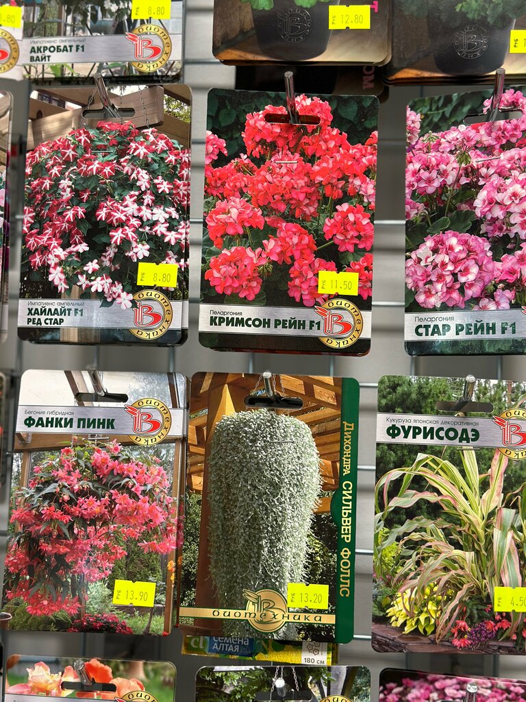 Tohum satan yerler Zazhinki, Minsk, foto