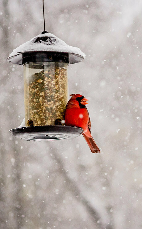 Akvaryumlar Aksu Akvaryum, Ankara, foto