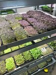 Daogreen (Kommunisticheskaya Street No:85/6), manavlar  Yeysk'ten