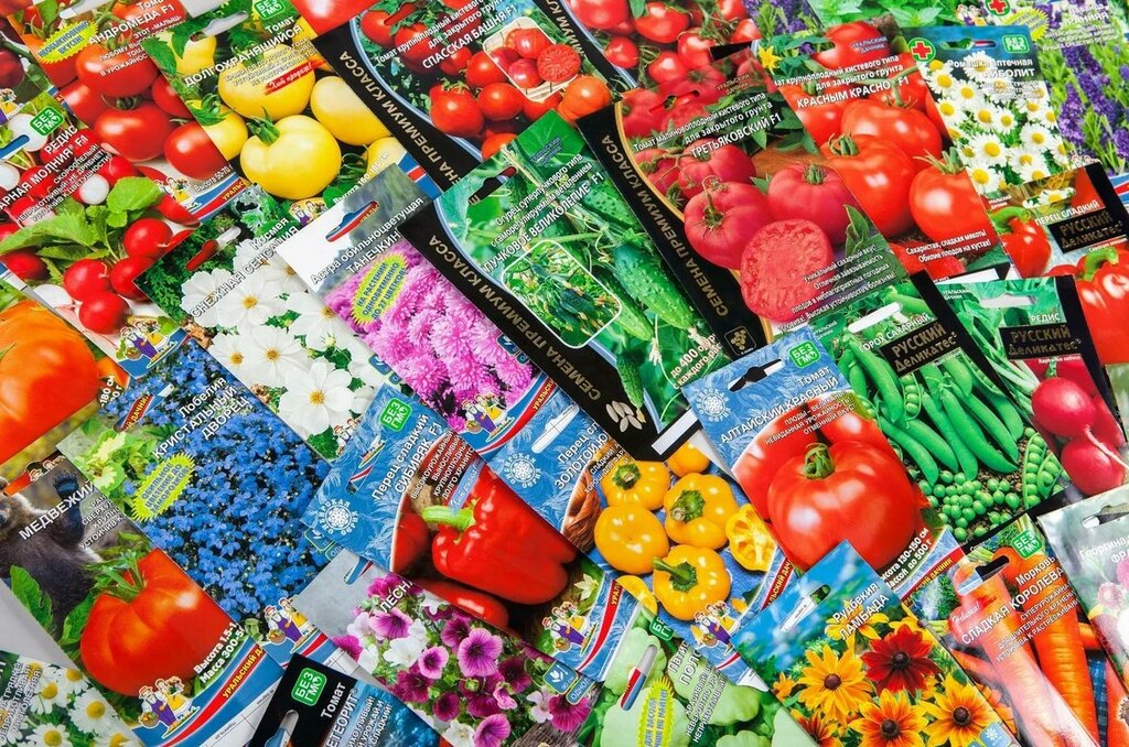 Tohum satan yerler Sadi, Minsk, foto