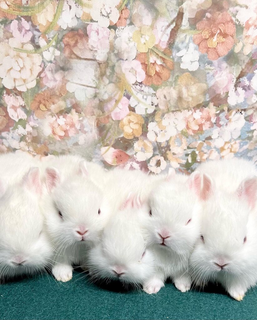 Evcil hayvan yetiştiricileri Little Rabbits, Rostov‑na‑Donu, foto