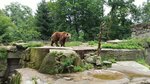 Медведи (Kaliningrad, Tsentralniy District), hayvan muhafazaları  Kaliningrad'dan