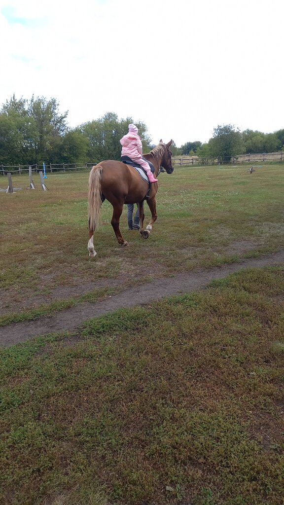 At ve binicilik kulüpleri Конный клуб, Lipetskaya oblastı, foto