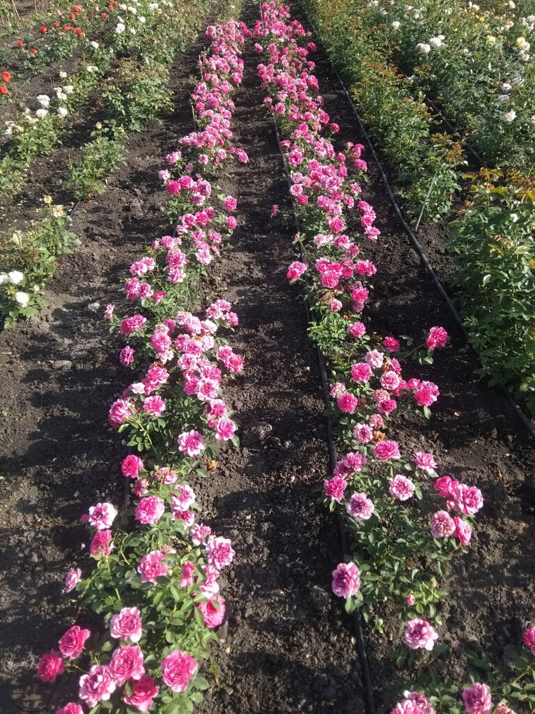 Fidan yetiştiriciliği Sadovyy Miks, Krasnodarski krayı, foto