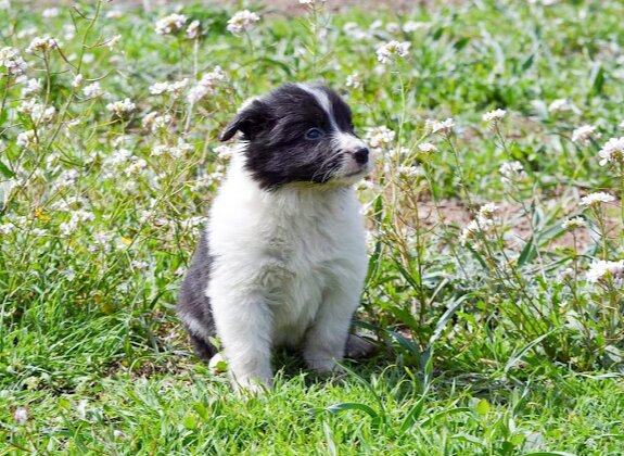 Evcil hayvan yetiştiricileri Los Baganes Border Collie, Valensiya, foto