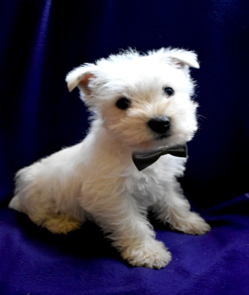 Evcil hayvan yetiştiricileri Criadero Terrier´s Kennel, , foto