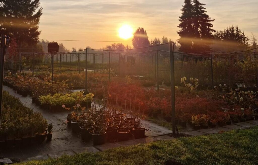 Sera ve bahçe ürünleri Zieleń. Ogrodnictwo, rośliny ozdobne, Biala Podlaska, foto