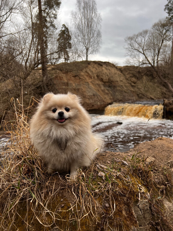 Seyir terası Sablinsky Waterfall observation deck, Saint‑Petersburg ve Leningradskaya oblastı, foto