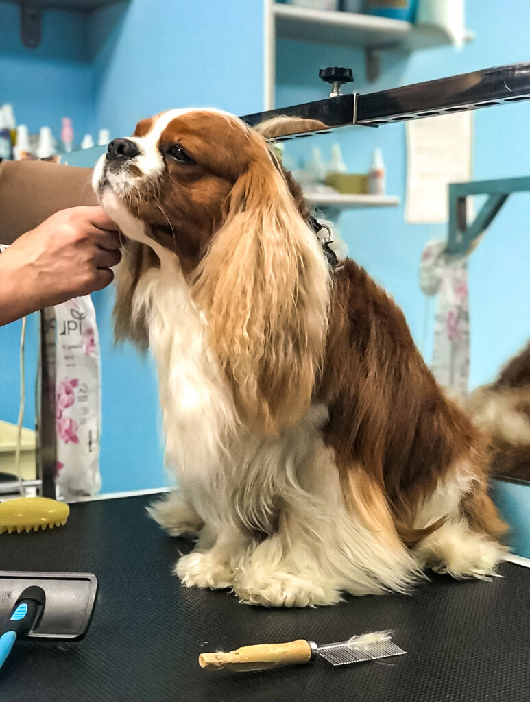 Evcil hayvan kuaförleri Mau, Staraya Kupavna, foto