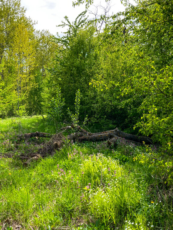 Orman урочище Водяненькое, Belgorodskaya oblastı, foto