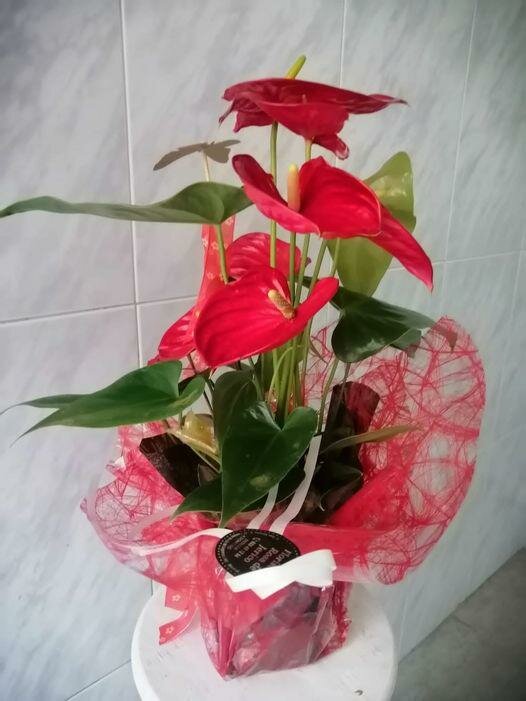 Çiçek teslimatı Floristería Rosa de Jericó, Madrid, foto