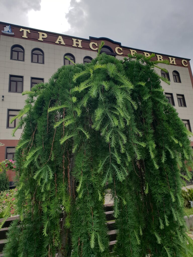 Yönetim ofisi Транс-Сервис, Magas, foto