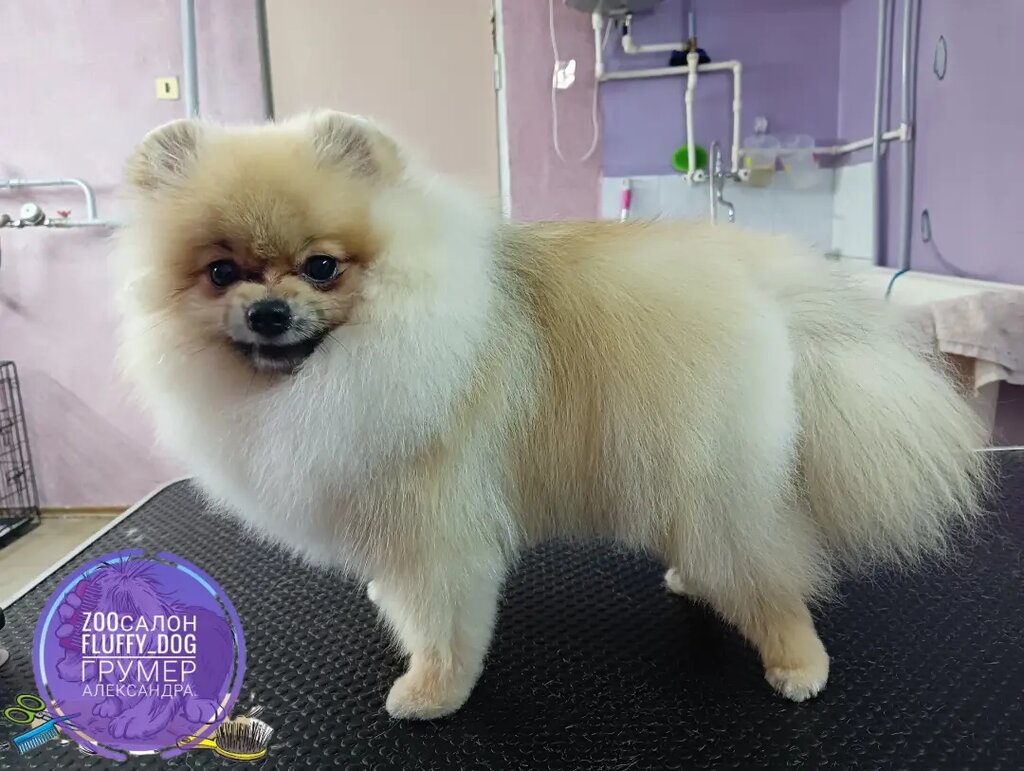 Evcil hayvan kuaförleri Fluffy Dog, Obninsk, foto