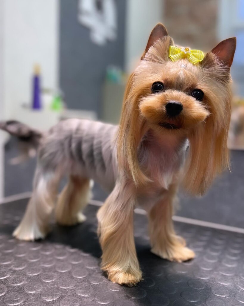 Evcil hayvan kuaförleri Груминг кабинет Happy Dog, Mejdureçensk, foto