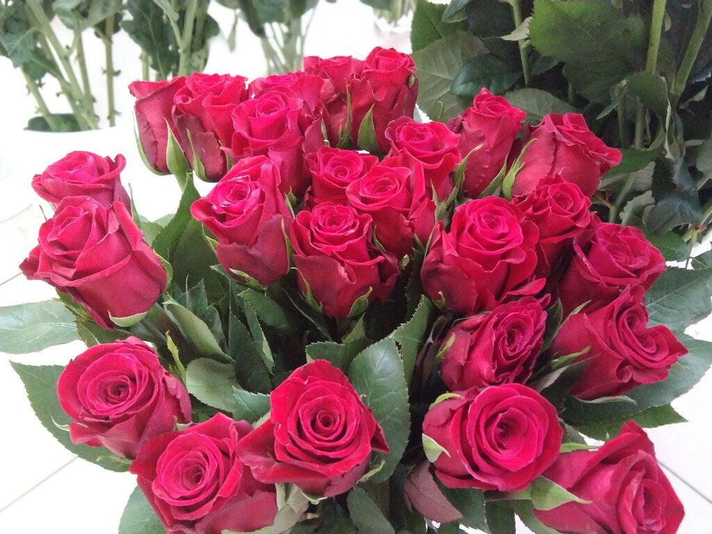 Çiçekçiler Цветы, Riazanskaya oblastı, foto