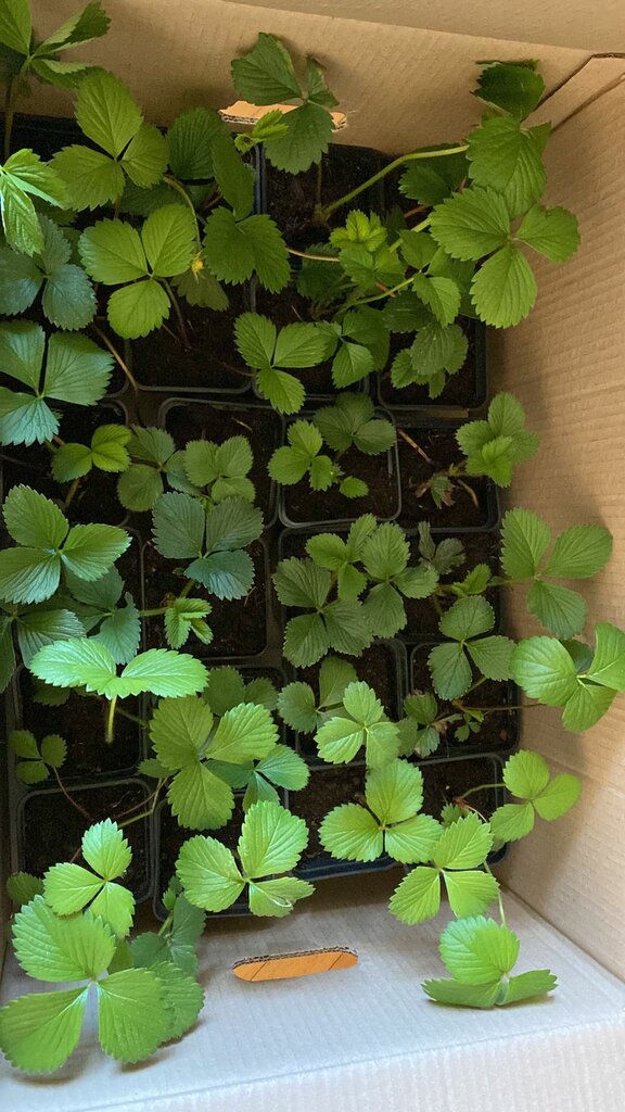 Bahçecilik mağazaları Sadowodam, Moskova, foto