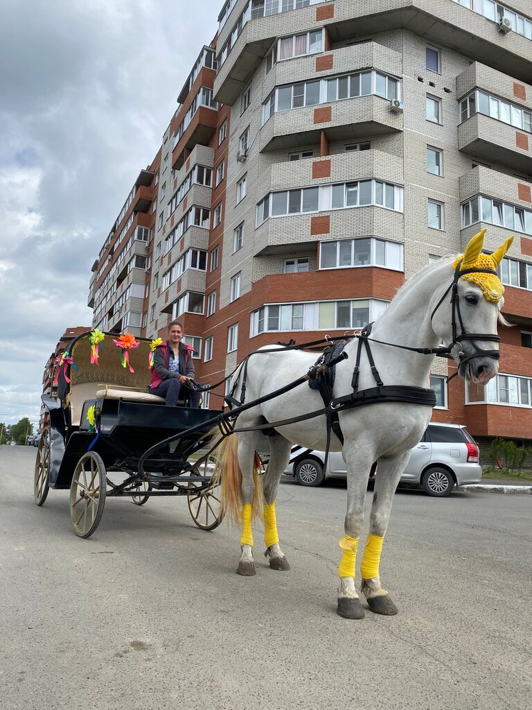 At ve binicilik kulüpleri Индиго, Omsk, foto