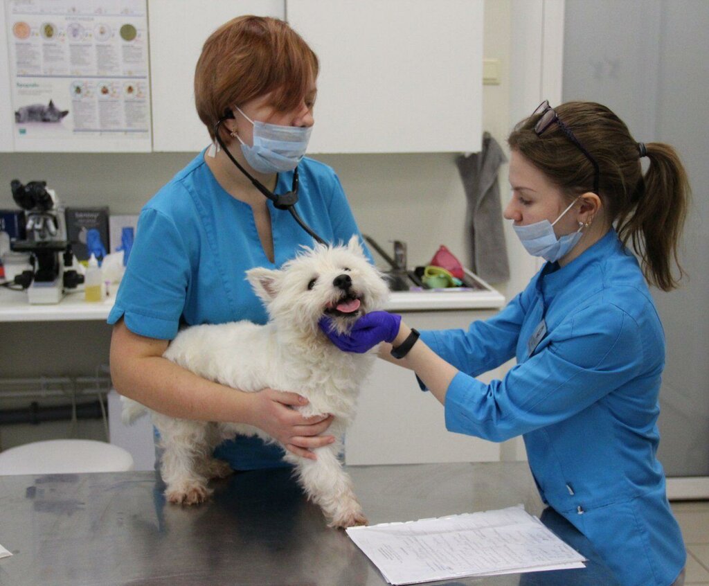 Veteriner klinikleri Usatij-hvostatiy, Moskova, foto