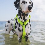 Welikepets. es (Carrer Jerusalem No:2, L'Hospitalet de Llobregat municipis, Ciudad de Hospitalet de Llobregat), petshop  Katalonya'dan