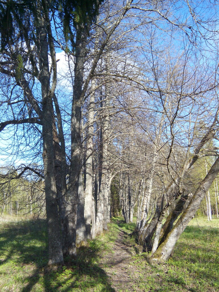 Doğa Липовая аллея усадьбы Каменка, Saint‑Petersburg ve Leningradskaya oblastı, foto